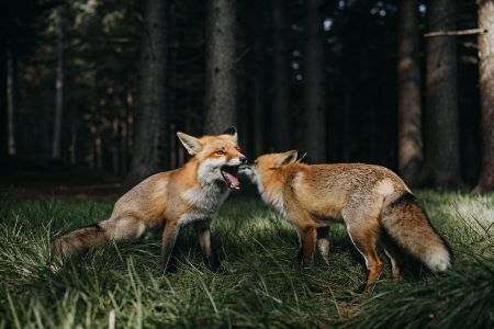A Fox Without a Tail Completing Story - Engr Rakibul islam Nayon
