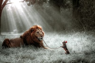 The Lion and The Mouse Completing Story (PDF) - Engr Rakibul islam Nayon